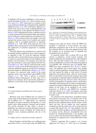 Biogenesis and function of mouse mammary epithelium depends on the ...