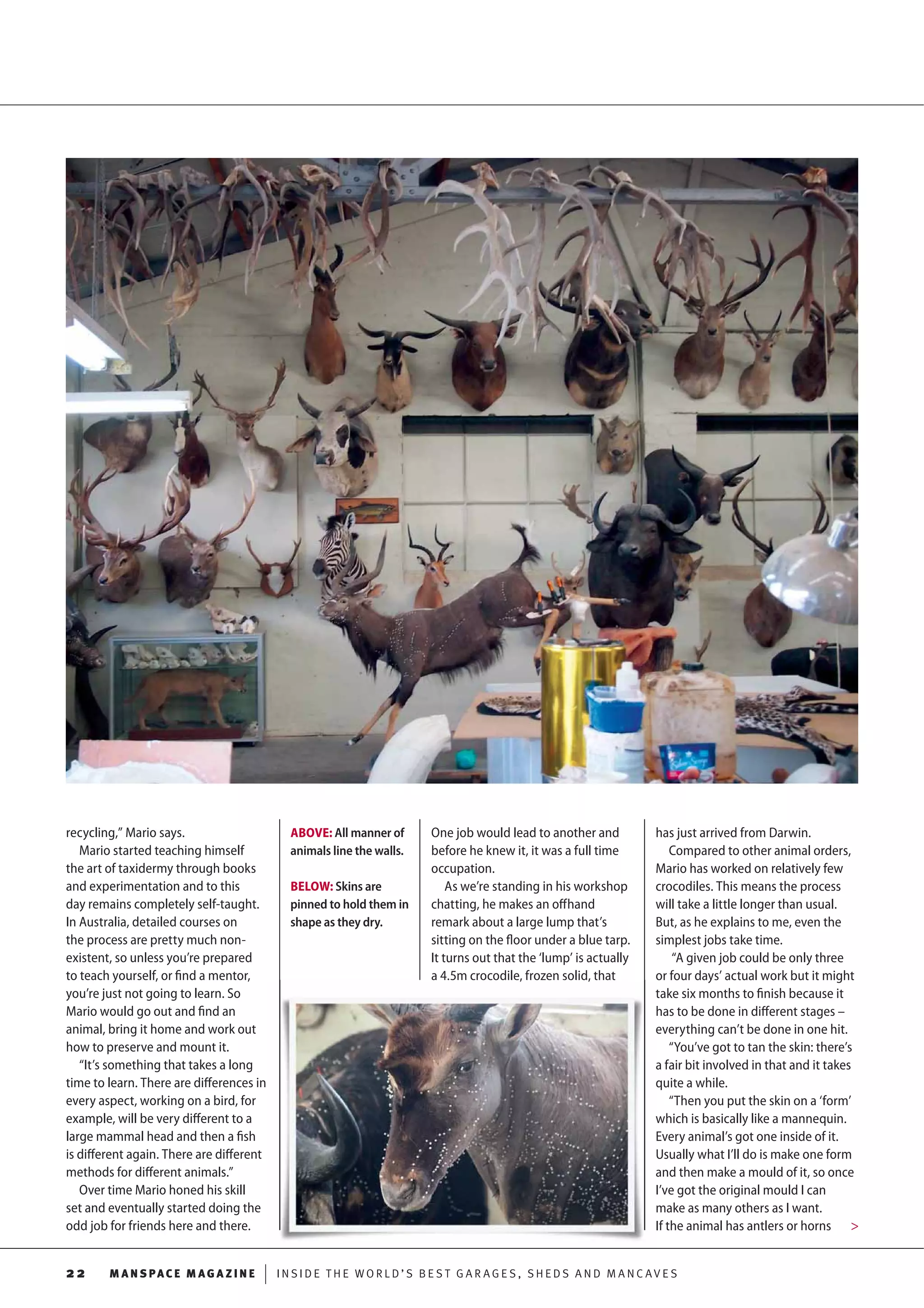 Melbourne Taxidermy | PDF