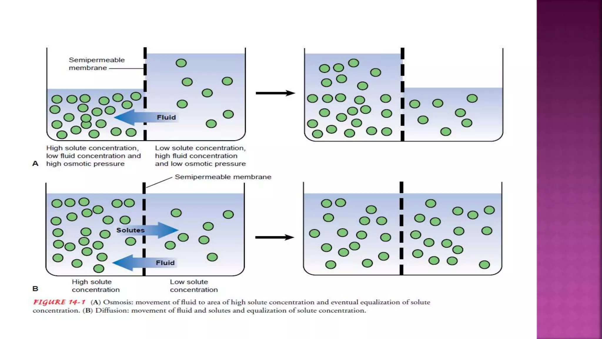 Fluid and Electrolyte Imbalance | PPTX