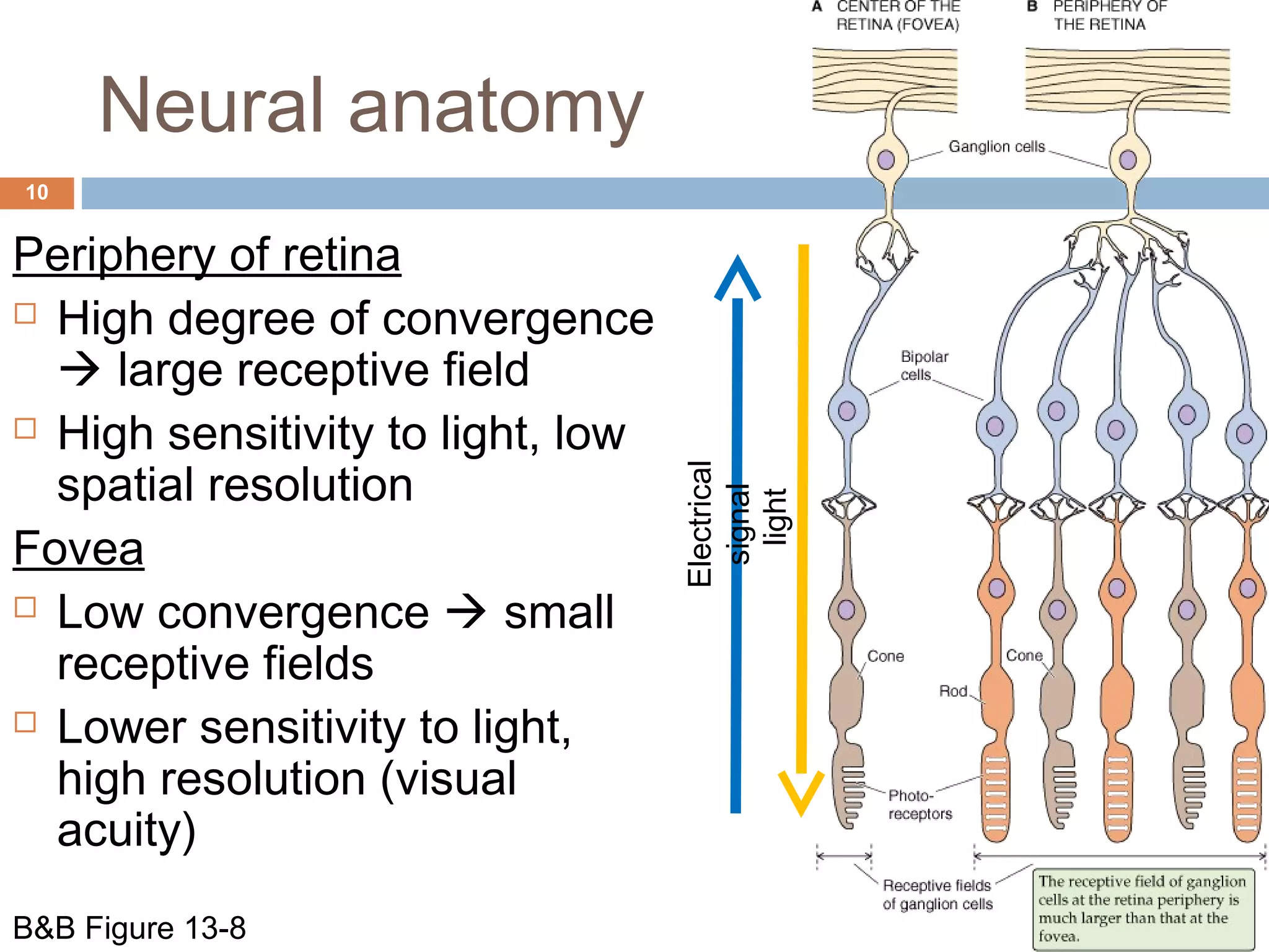 Visual System Structure and Function | PPT