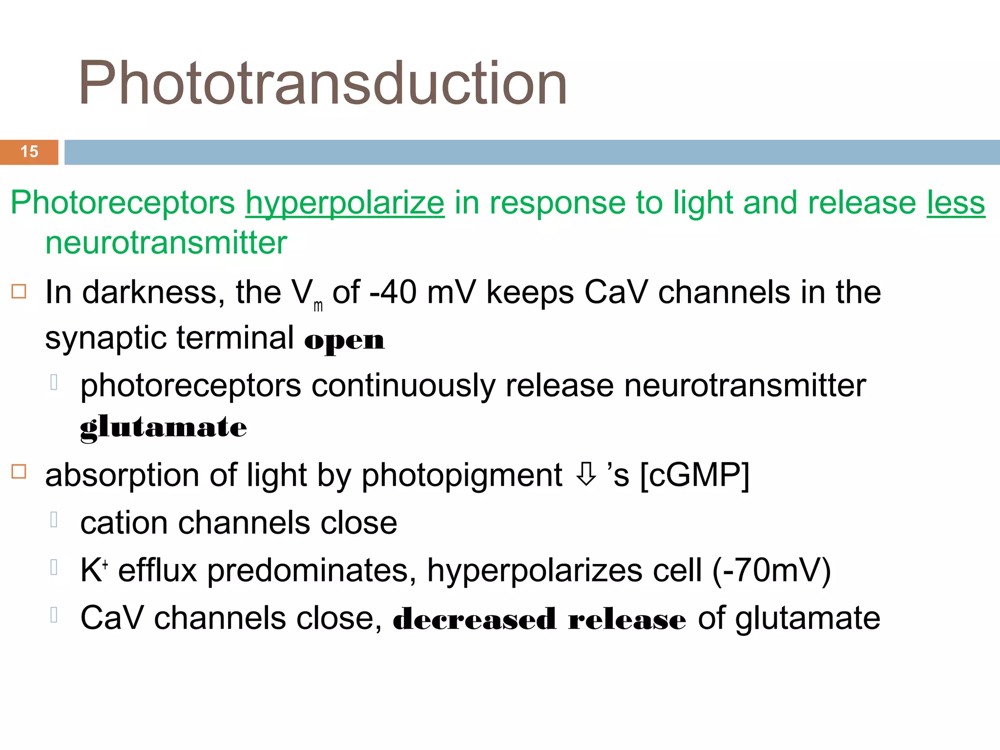 Visual System Structure and Function | PPT