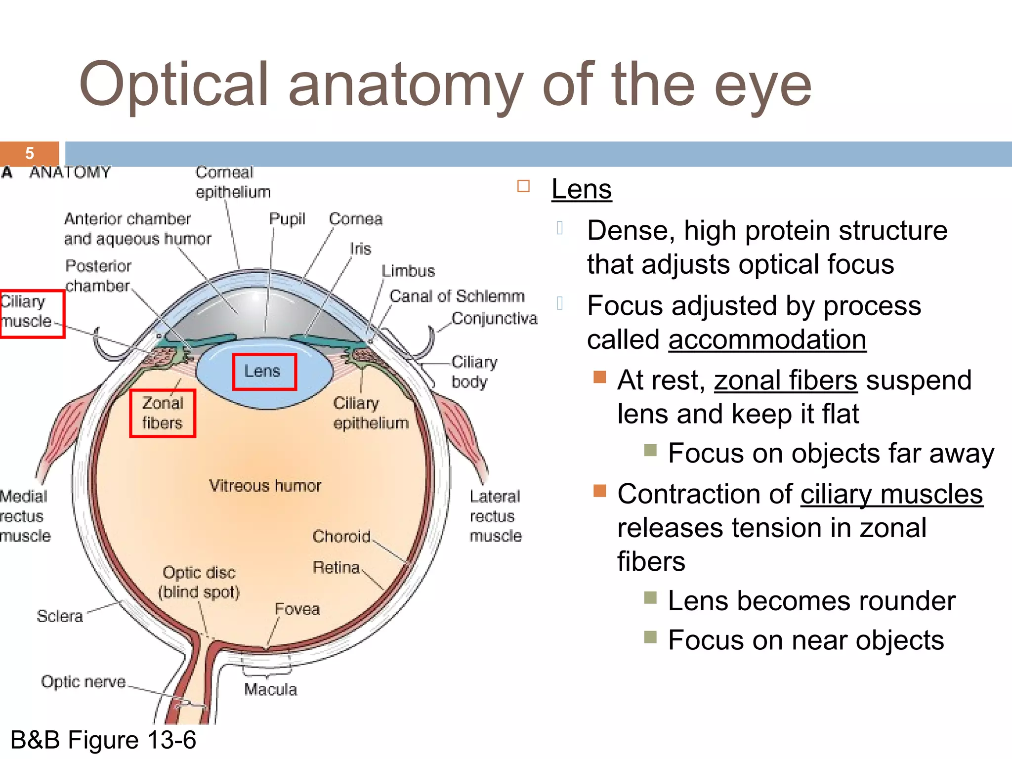 Visual System Structure and Function | PPT