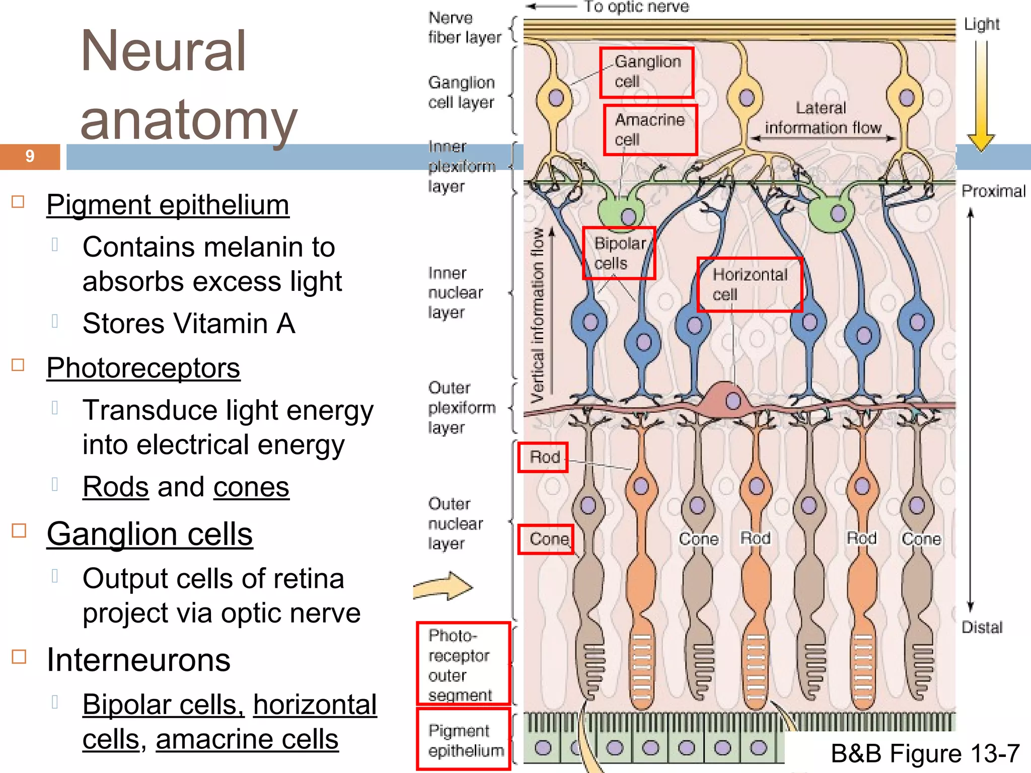 Visual System Structure and Function | PPT