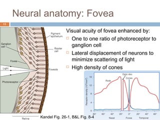 Visual System Structure and Function | PPT