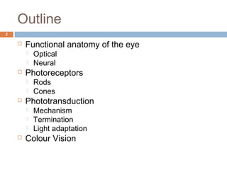 Visual System Structure and Function | PPT