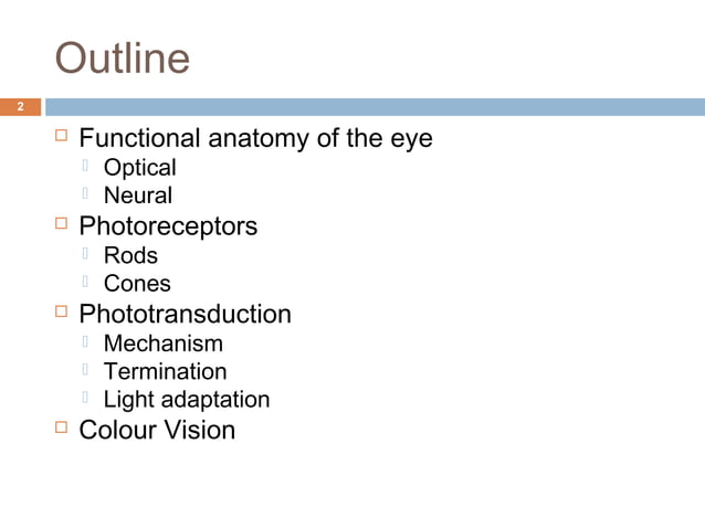 Visual System Structure and Function | PPT