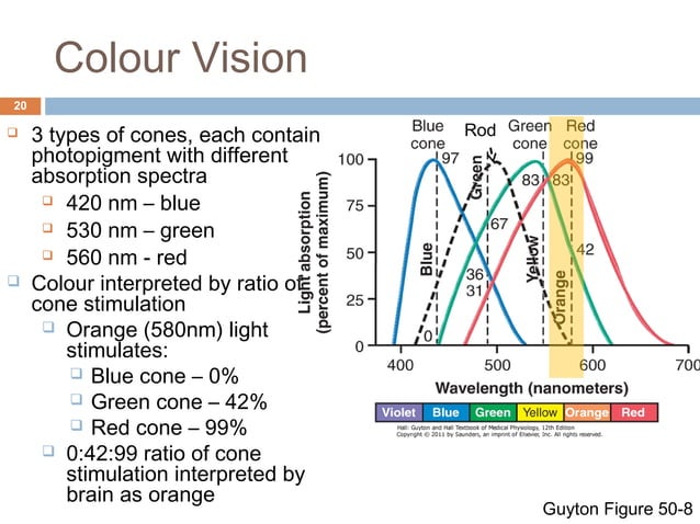 Visual System Structure and Function | PPT