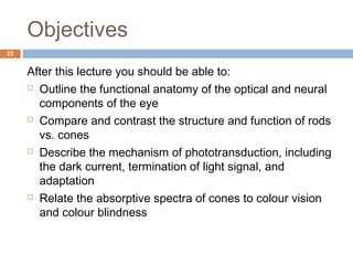 Visual System Structure and Function | PPT