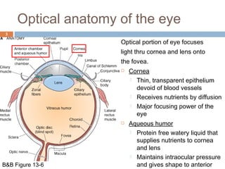 Visual System Structure and Function | PPT