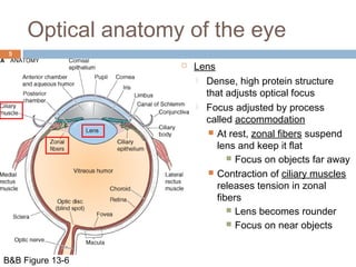 Visual System Structure and Function | PPT