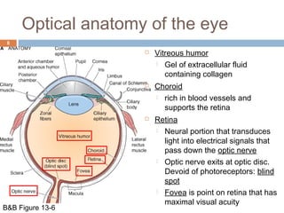 Visual System Structure and Function | PPT