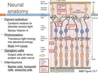 Visual System Structure and Function | PPT