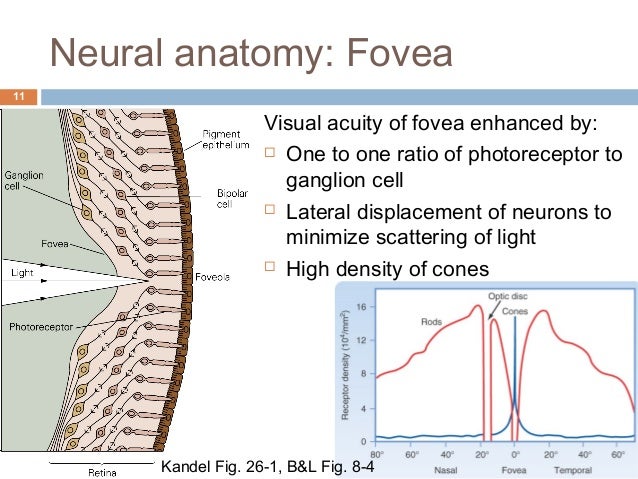 Visual System Structure and Function