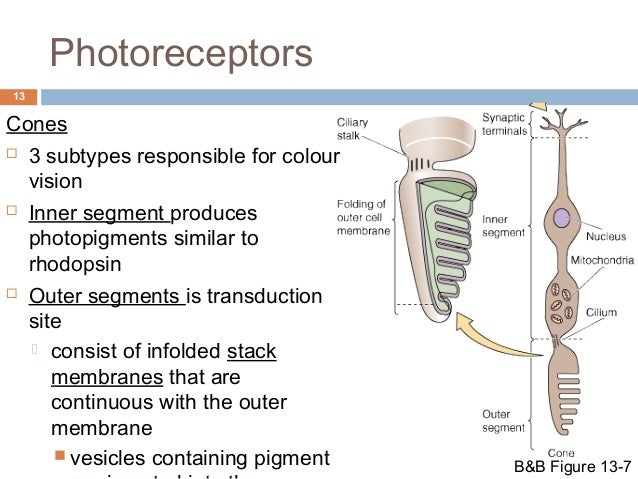 Visual System Structure and Function