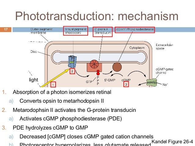 Visual System Structure and Function