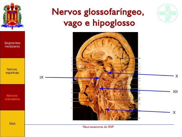 Anatomia do sistema nervoso periférico