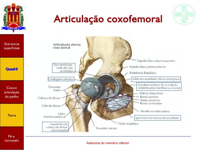 Anatomia do membro inferior