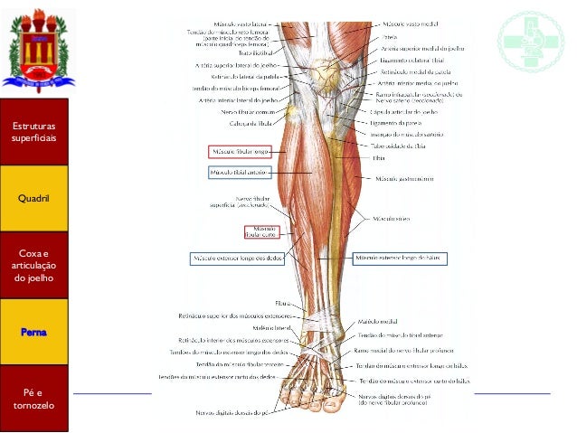 Anatomia do membro inferior