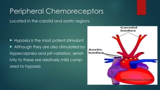 Respiratory_Regulation_.......Physiology.pptx