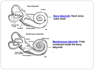 Bony Labyrinth Of Inner Ear