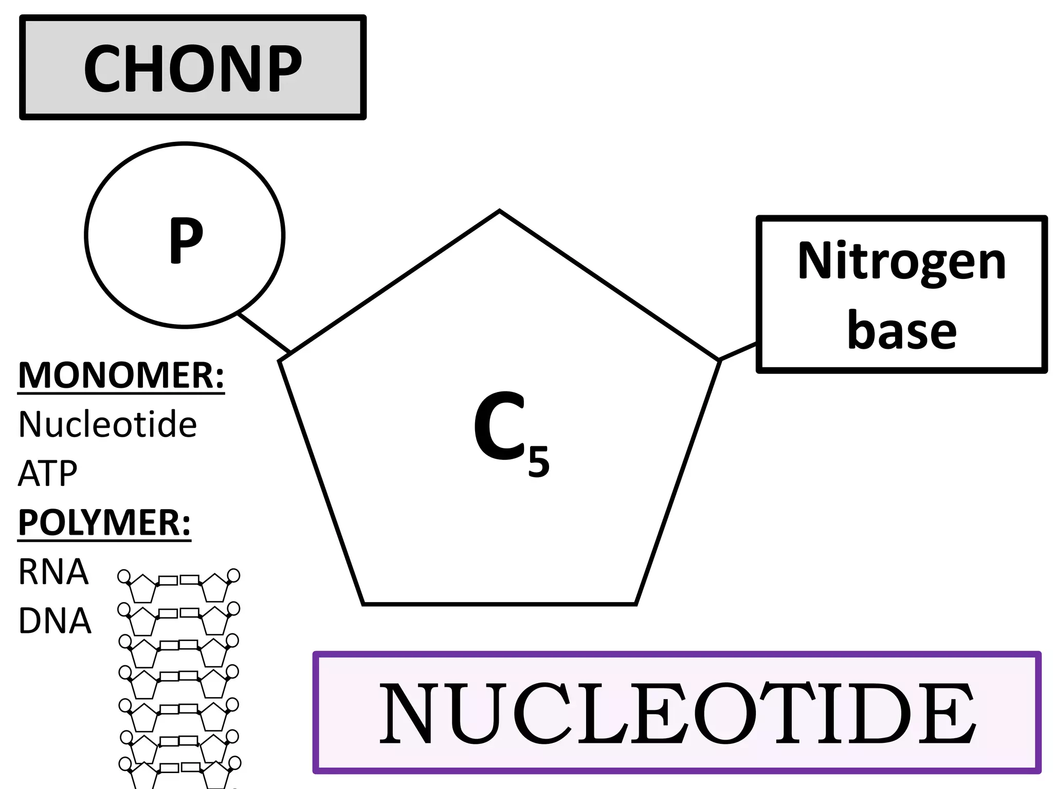 Biology Introduction: Nutrient Cycles | PPT