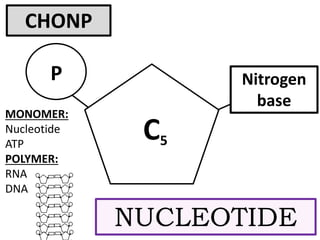 Biology Introduction: Nutrient Cycles | PPT
