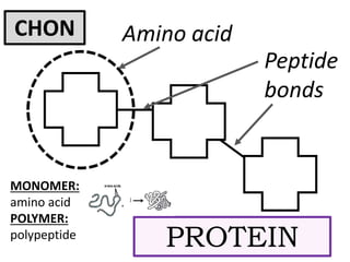 Biology Introduction: Nutrient Cycles | PPT