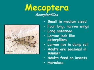0 intro Insect Identification.ppt crop protection | PPT