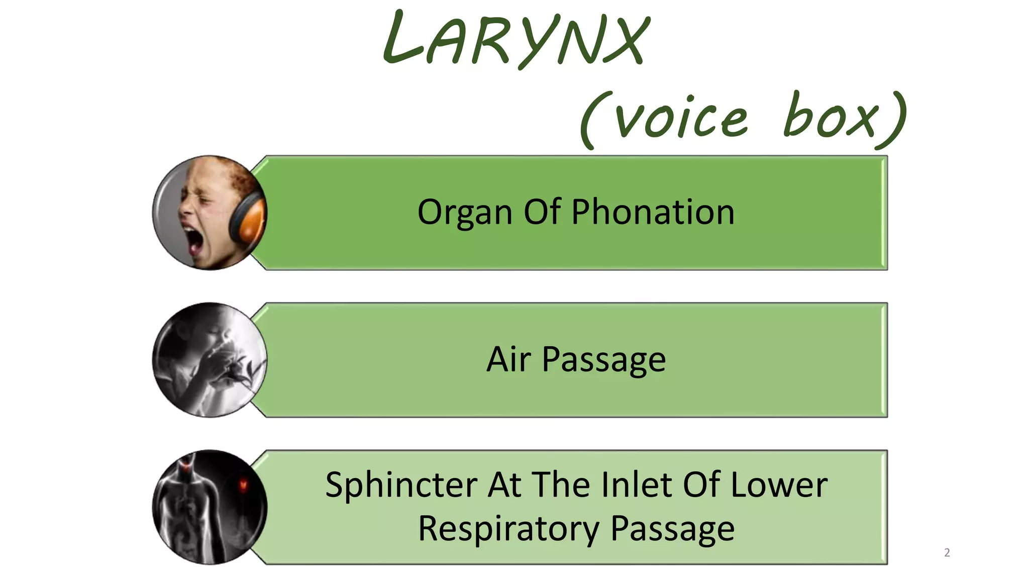 Anatomy of larynx | PPTX