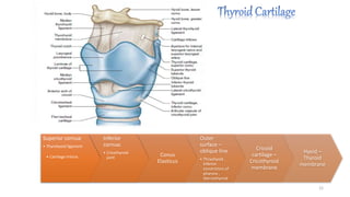 Anatomy of larynx | PPTX