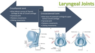 Anatomy of larynx | PPTX