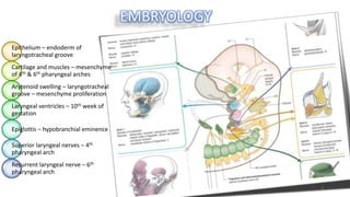 Anatomy of larynx | PPTX