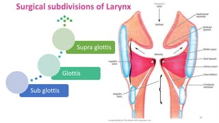 Anatomy of larynx | PPT