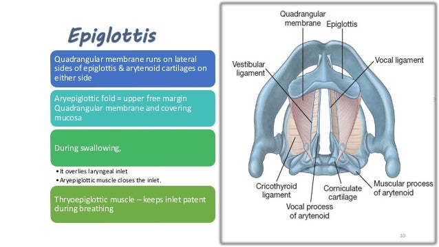 Anatomy of larynx