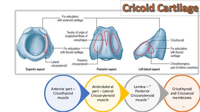 Thyroid Cartilage Lamina