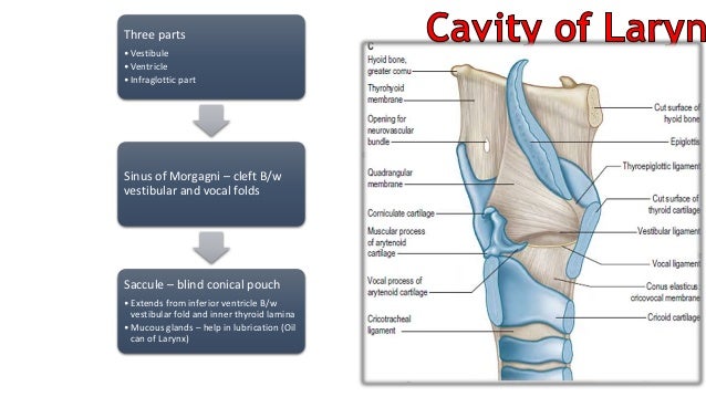 Anatomy of larynx