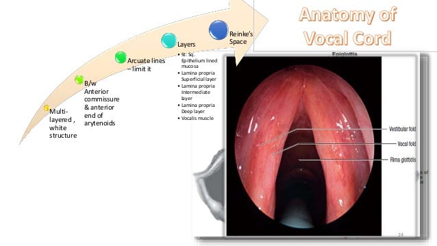 Anatomy of larynx