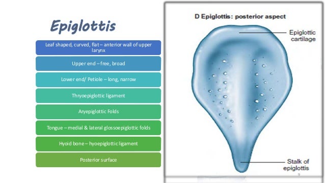 Anatomy of larynx