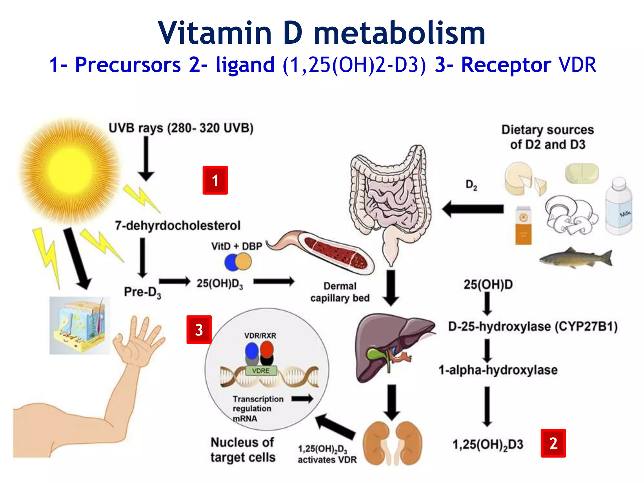 Microbiota, Vitamin D Receptor and Autoimmuity | PPTX