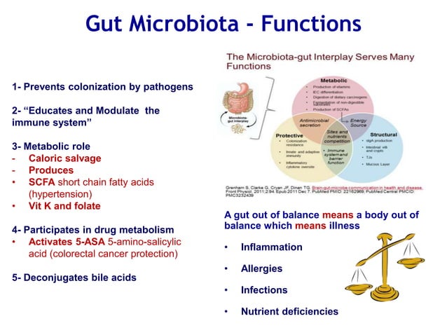 Microbiota, Vitamin D Receptor and Autoimmuity | PPT