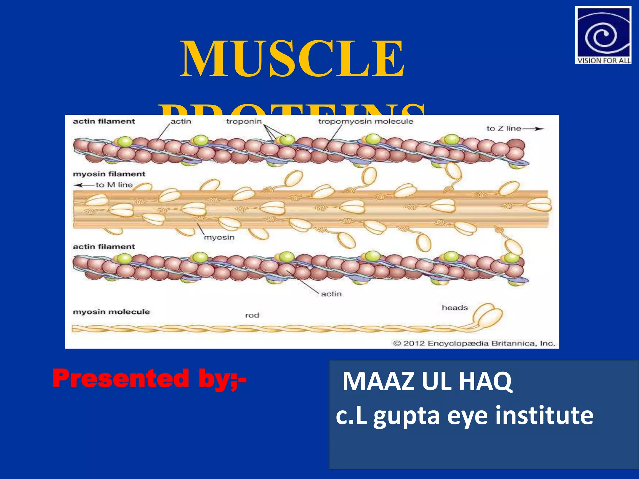 muscle protein | PPTX