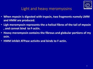 muscle protein | PPTX