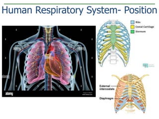 Human Respiratory System for Diploma Pharmacy | PPT