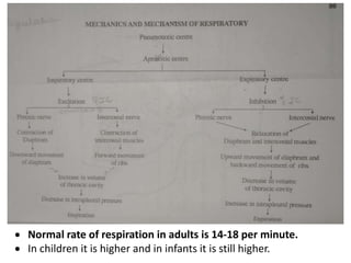 Human Respiratory System for Diploma Pharmacy | PPT