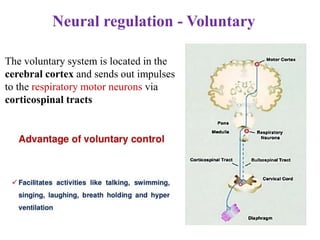 Human Respiratory System for Diploma Pharmacy | PPT