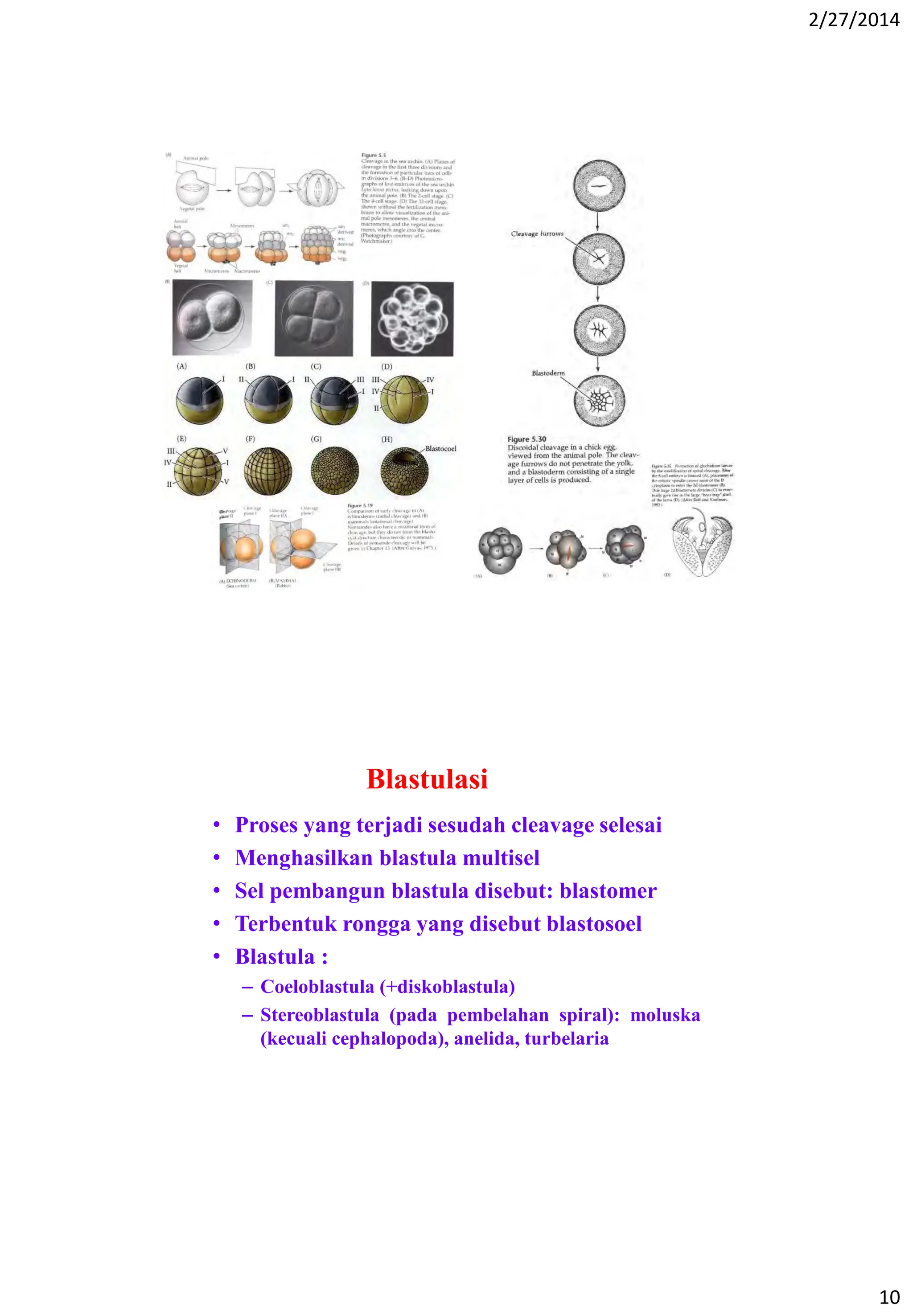 CLEAVAGE-AND-BLASTULA.pdf-CLEAVAGE-AND-BLASTULA.pdf
