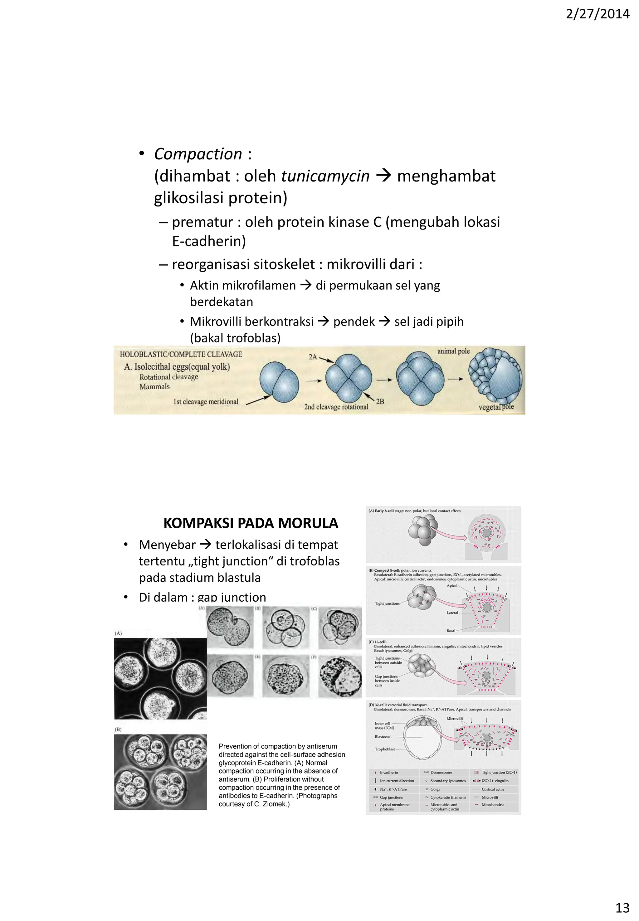 CLEAVAGE-AND-BLASTULA.pdf-CLEAVAGE-AND-BLASTULA.pdf