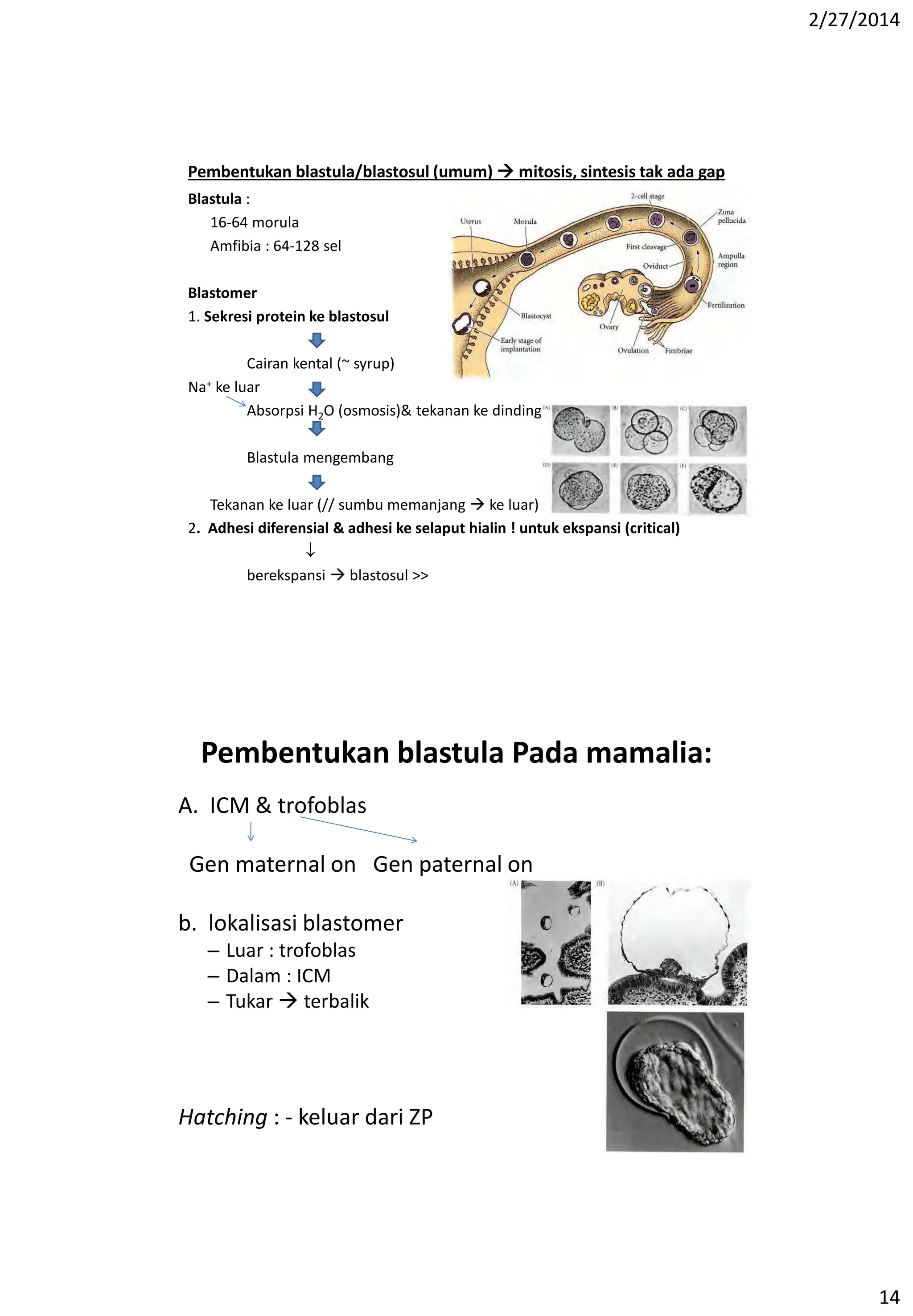 CLEAVAGE-AND-BLASTULA.pdf-CLEAVAGE-AND-BLASTULA.pdf