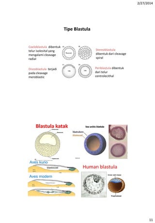 CLEAVAGE-AND-BLASTULA.pdf-CLEAVAGE-AND-BLASTULA.pdf