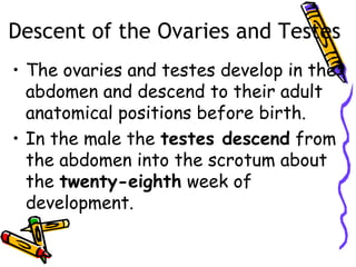 Anatomy of Reproductive System | PPT